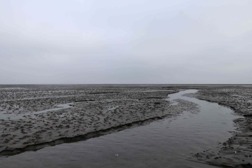 Wadlopen bij Moddergat - Wij reizen graag